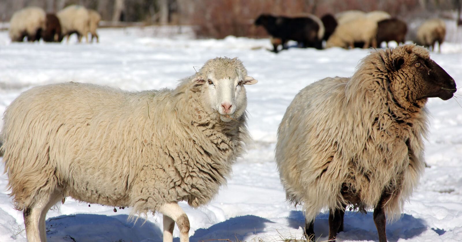 Moving at Sheeps’ Pace
