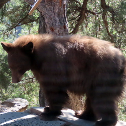 My Bear Is Back