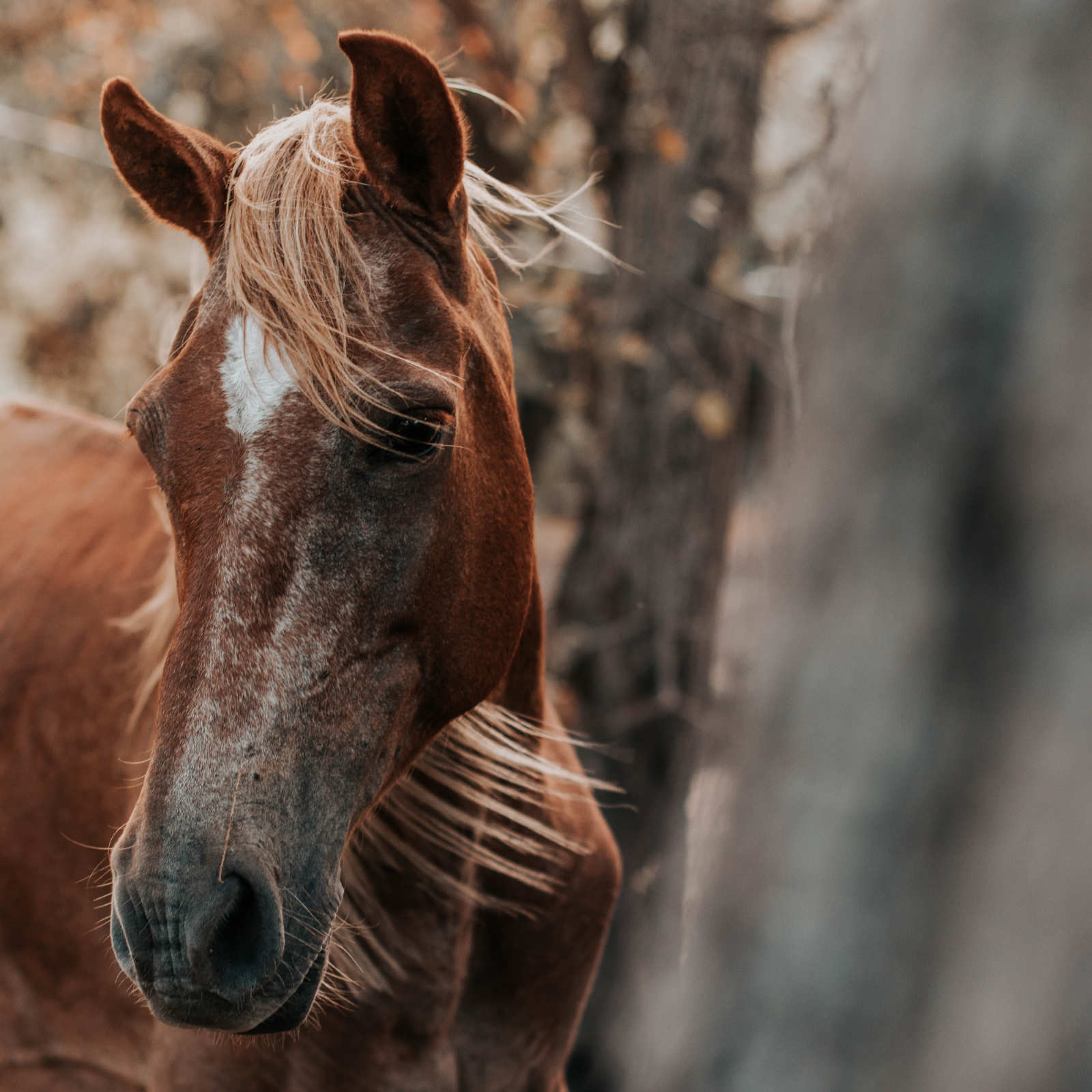 Change of Pace: My Master's Horse