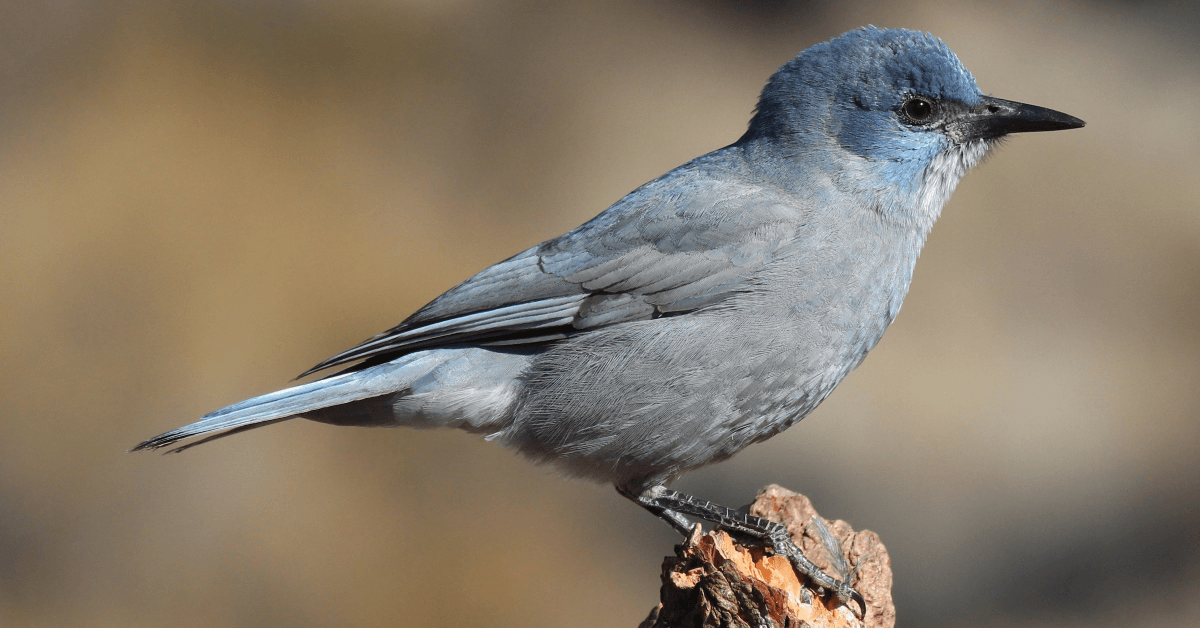 As They Go, so Go We