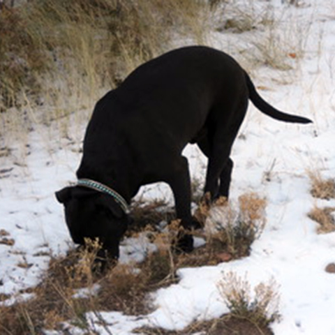 Pip in Winter
